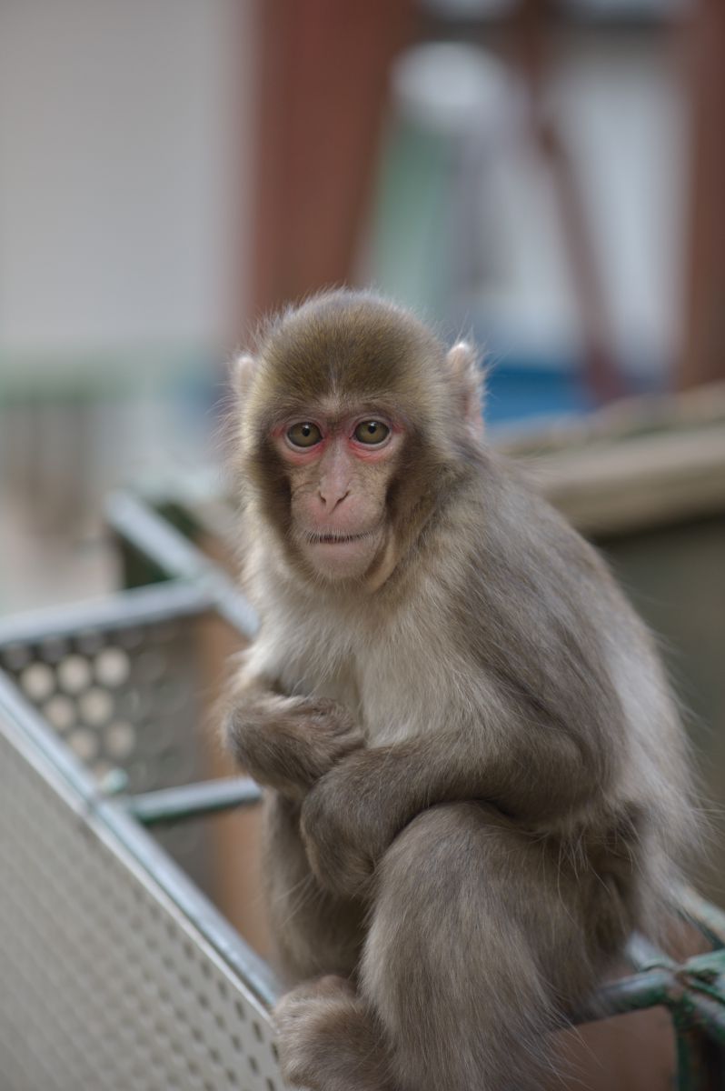 Series6:出会った動物たち～Portrait | GANREF