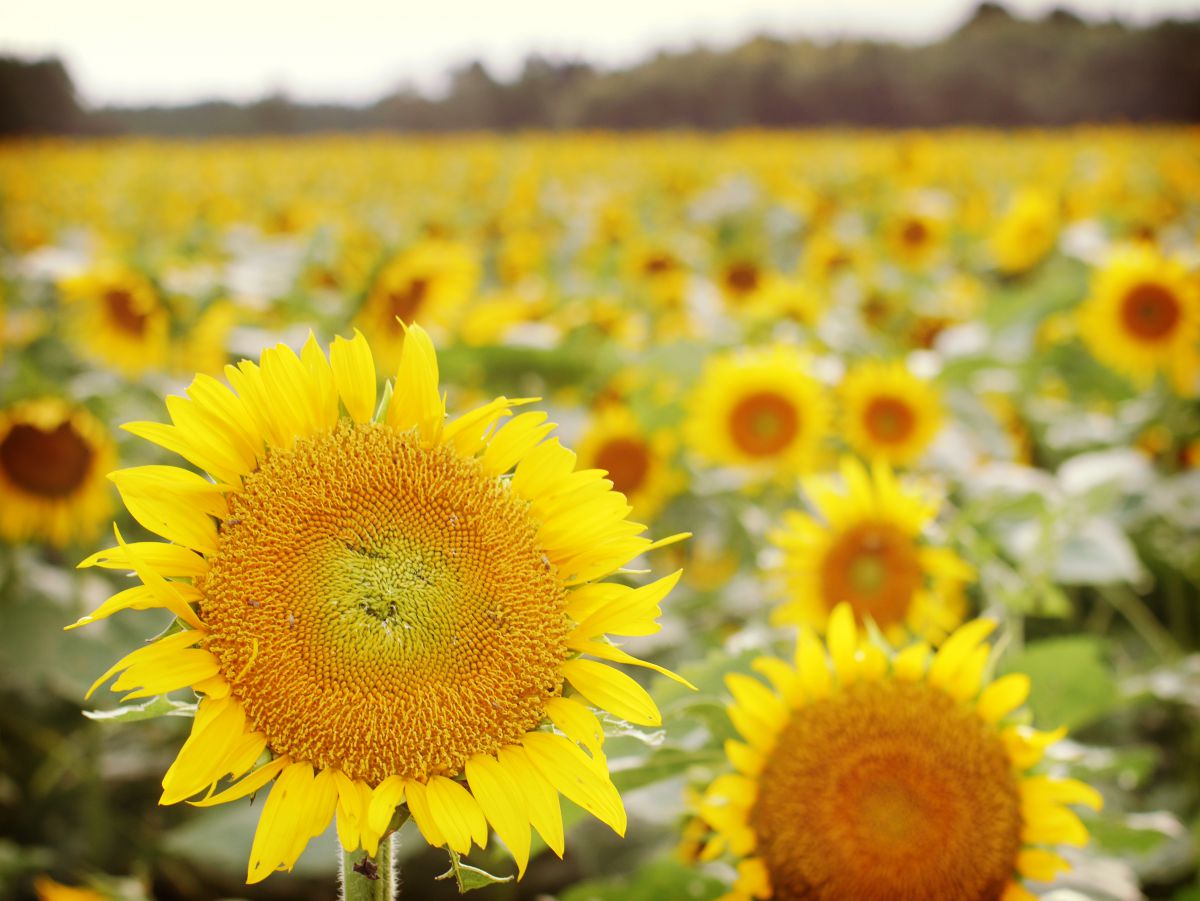 Sunflowers | GANREF