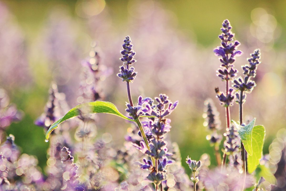 Morning Dew | GANREF