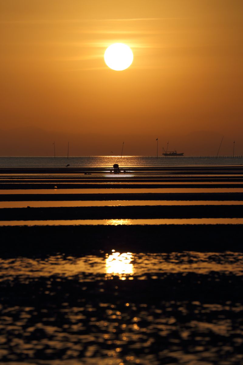 Zebra Sunroad | GANREF