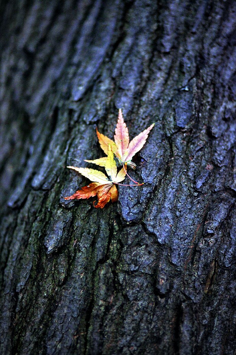 Together Forever | GANREF