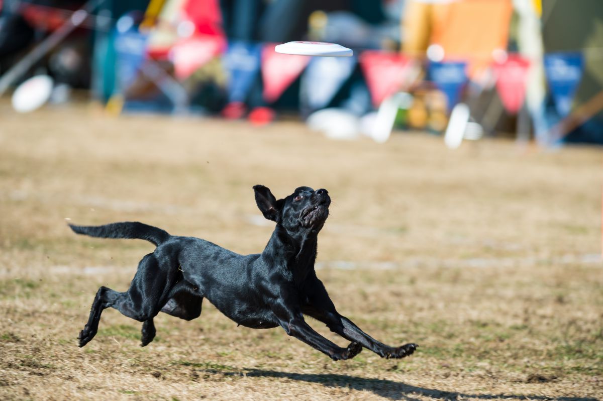 咥えられる……のか? 正解はCMの後で | GANREF