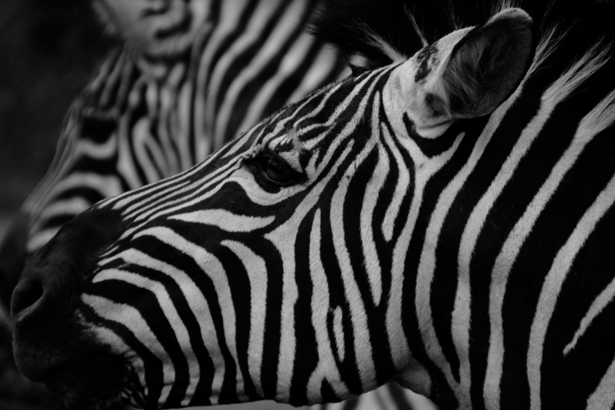 zebra | GANREF