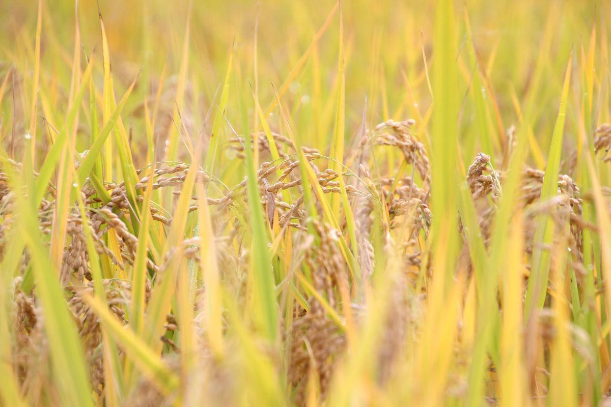 rice plant | GANREF