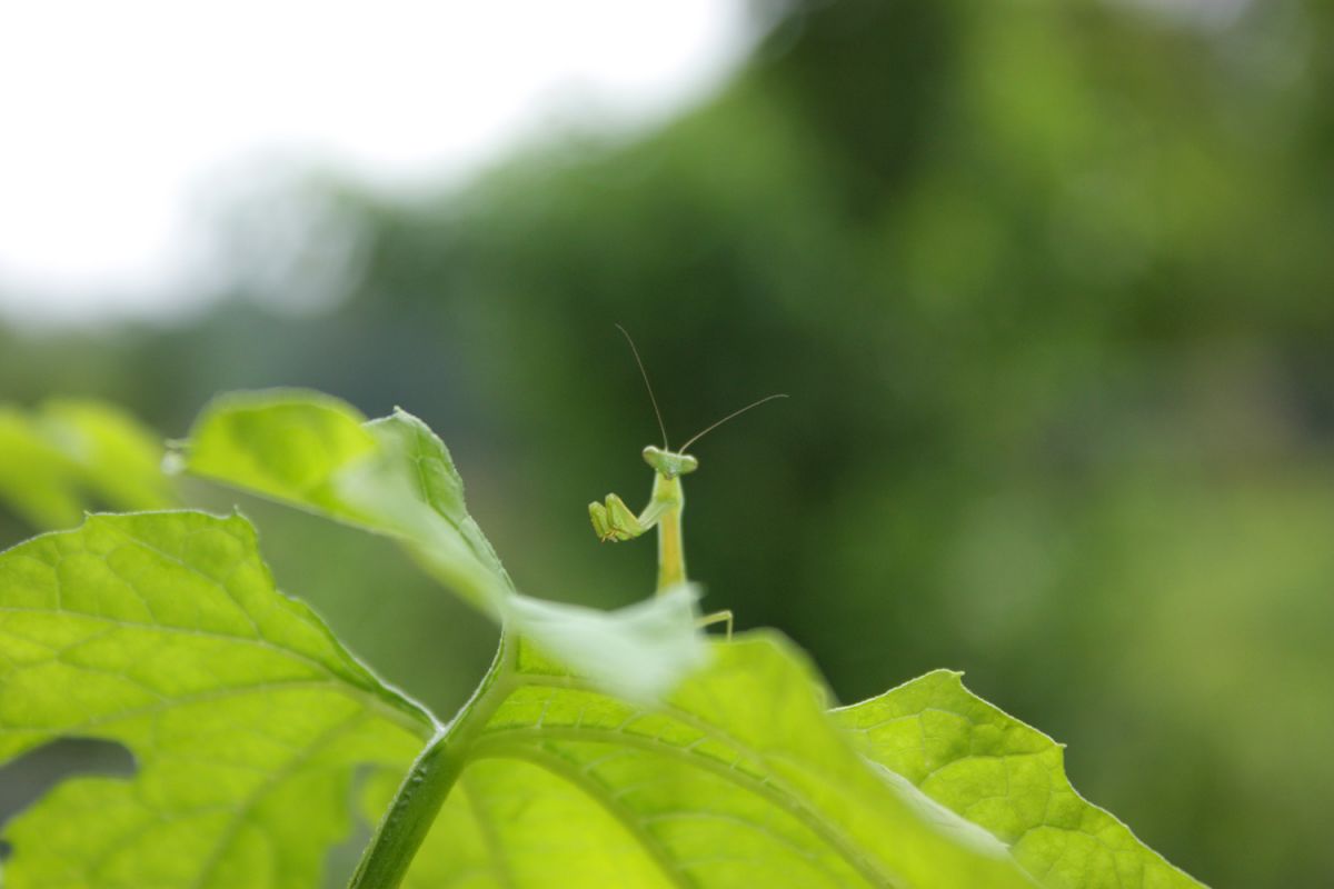 夏がきた | GANREF