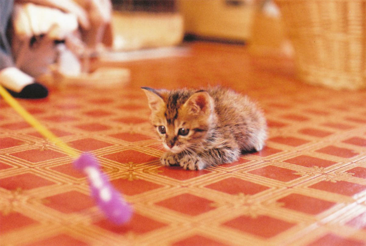 かまえて～・・・ | GANREF