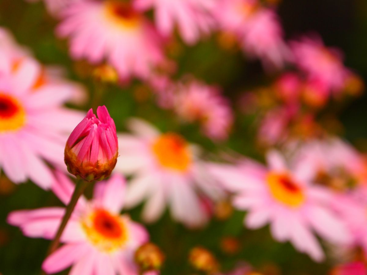 ピンクのマーガレット | GANREF