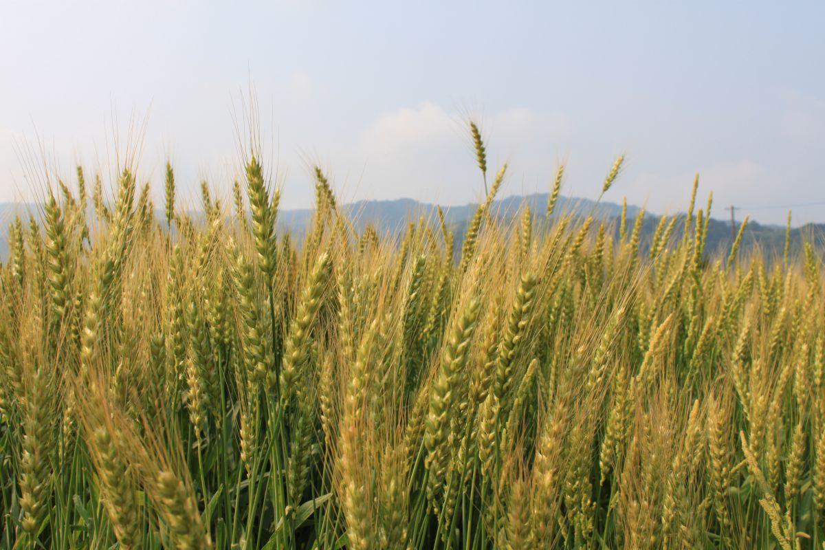 麦の薫り。 | GANREF