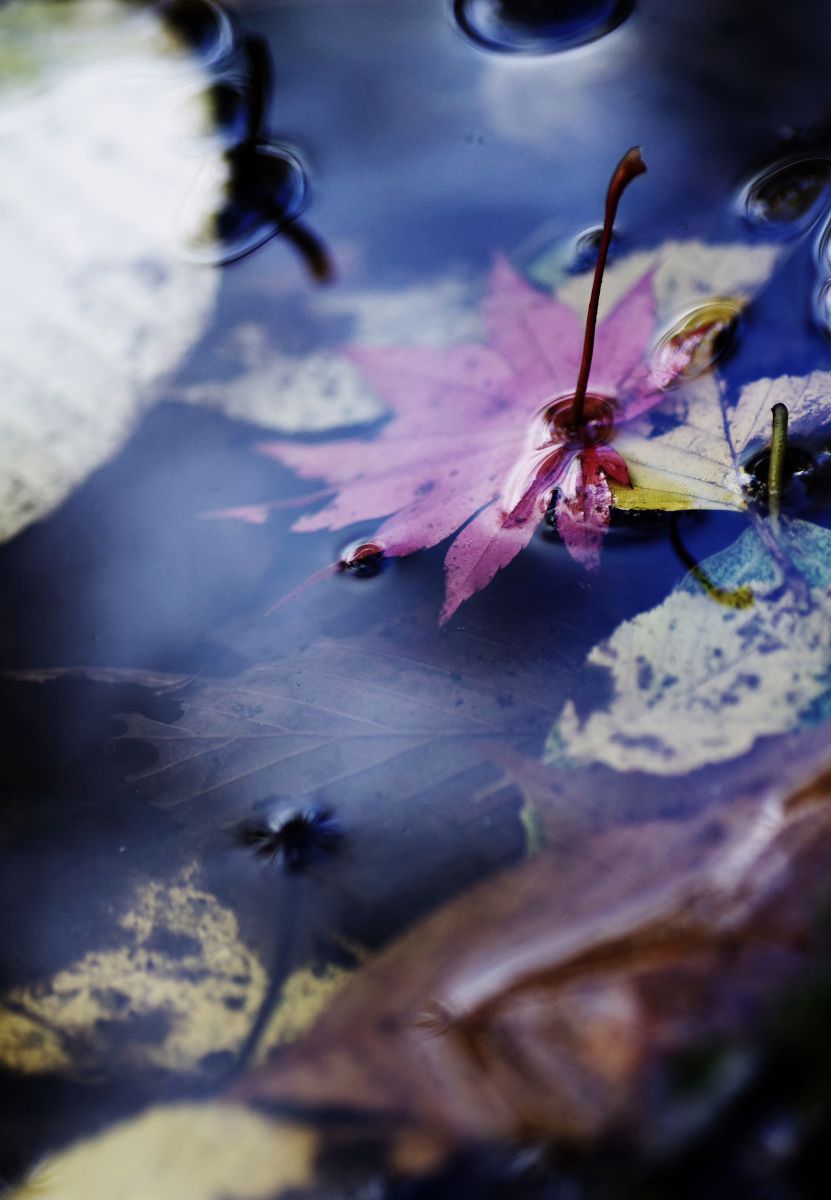 The season flow. | GANREF