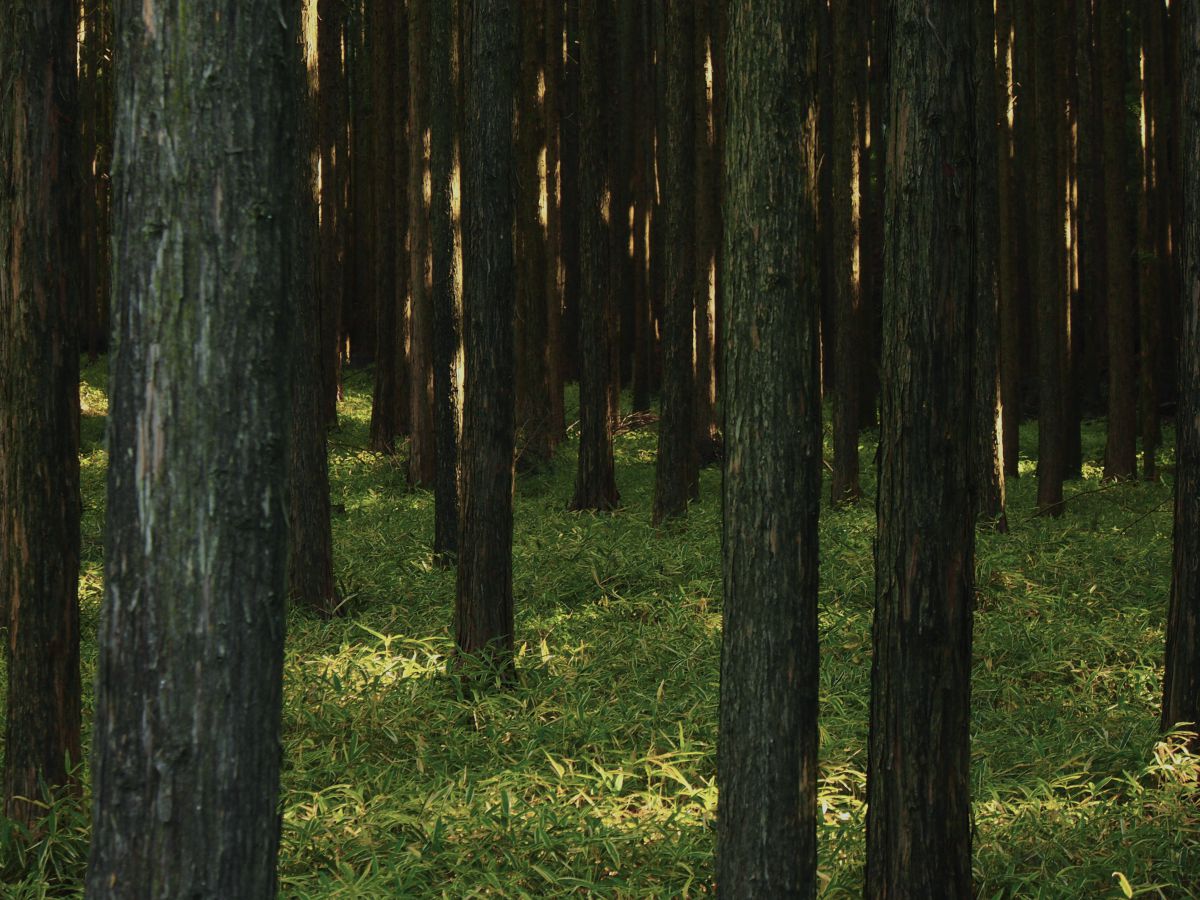 Deep forest | GANREF