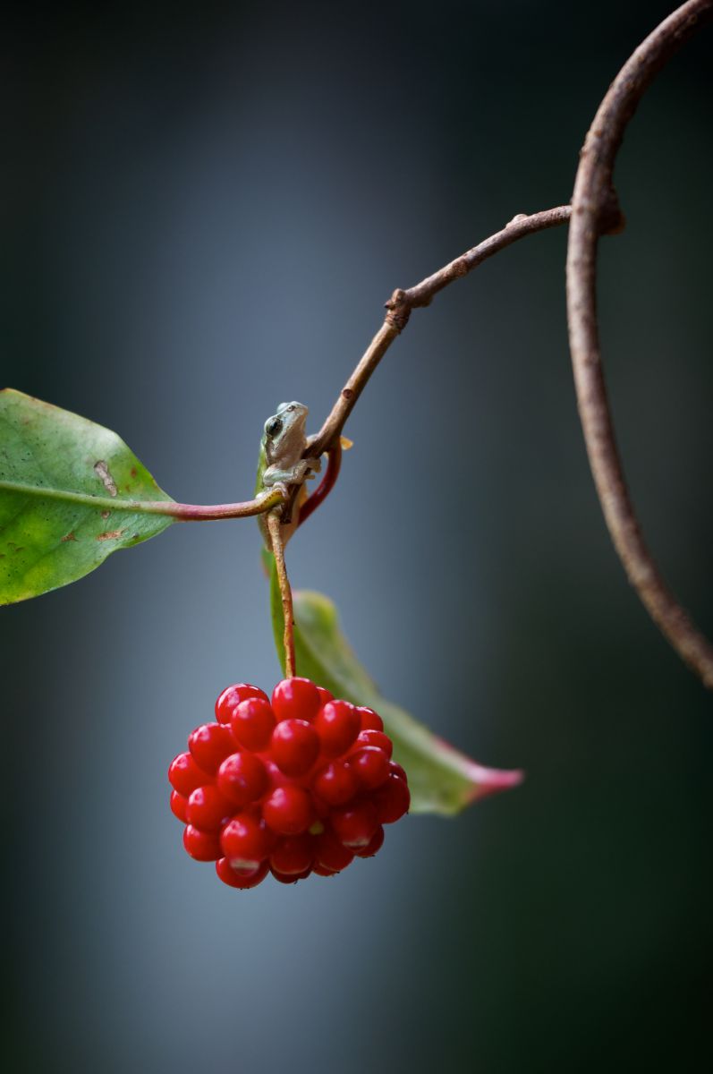 ありかつましじ | GANREF