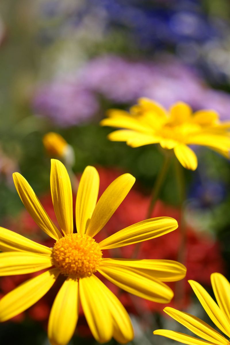 The spring has come! | GANREF