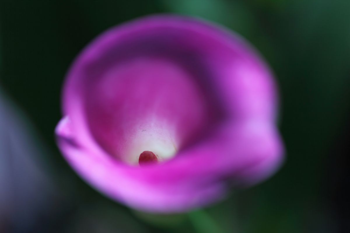 魅惑の誘い.JPG | GANREF