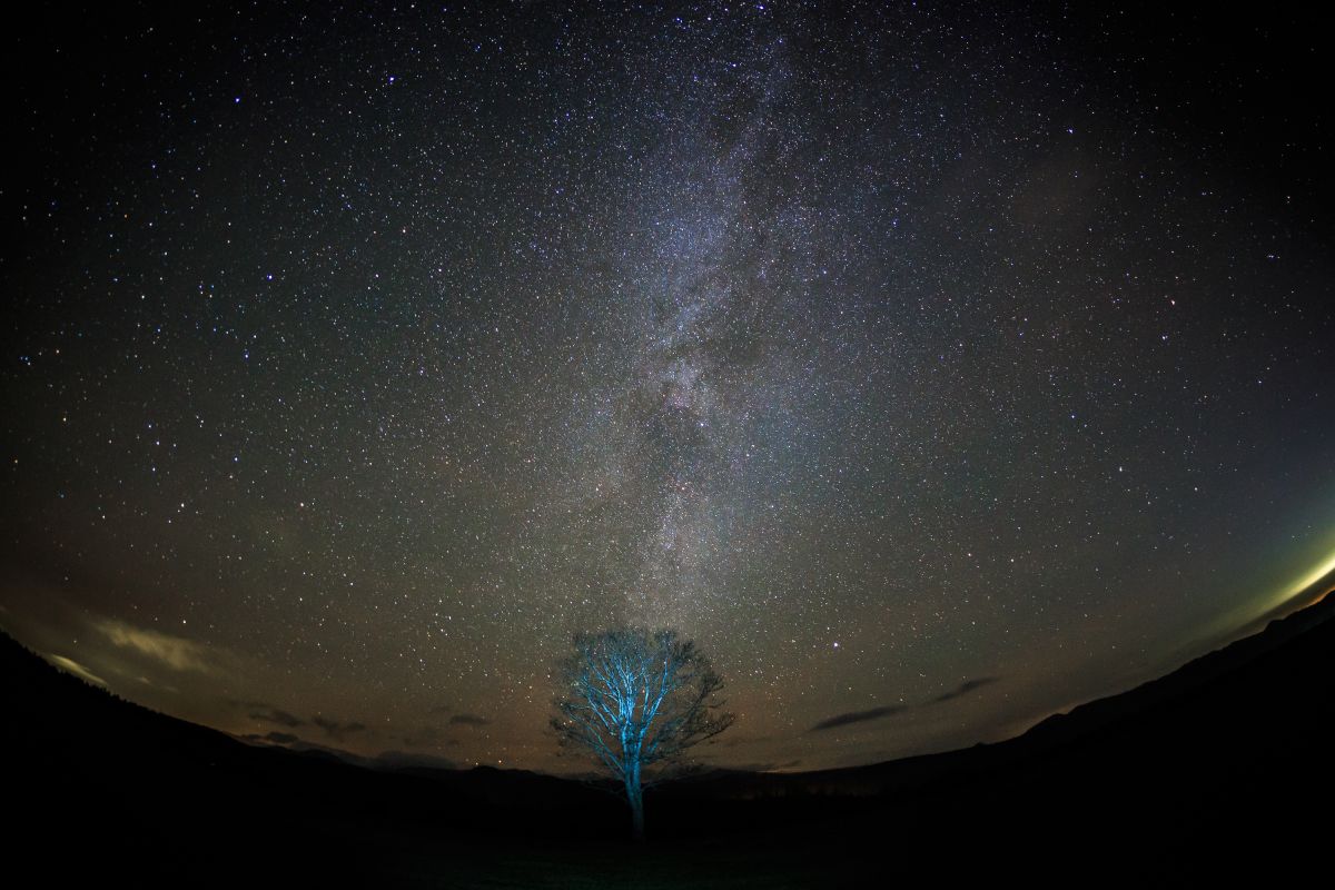 galaxy tree | GANREF