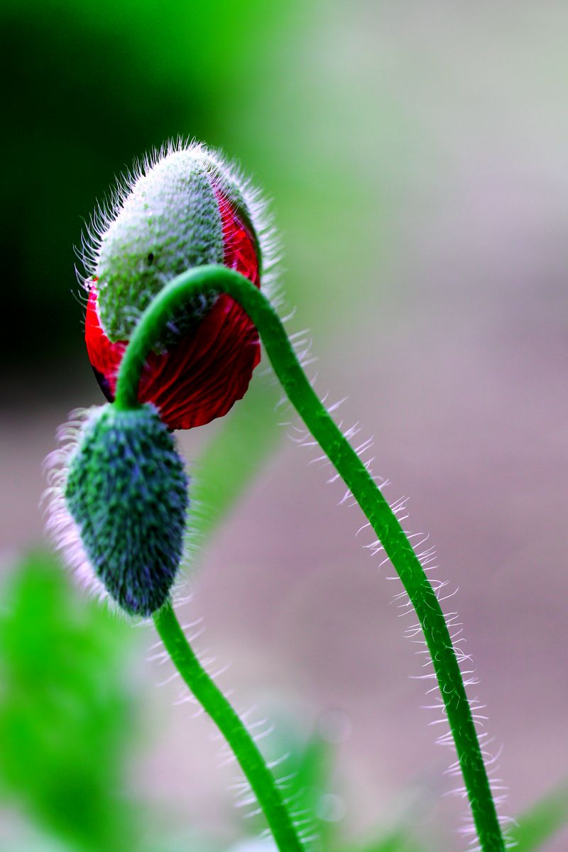 足元にもおよびませんが | GANREF