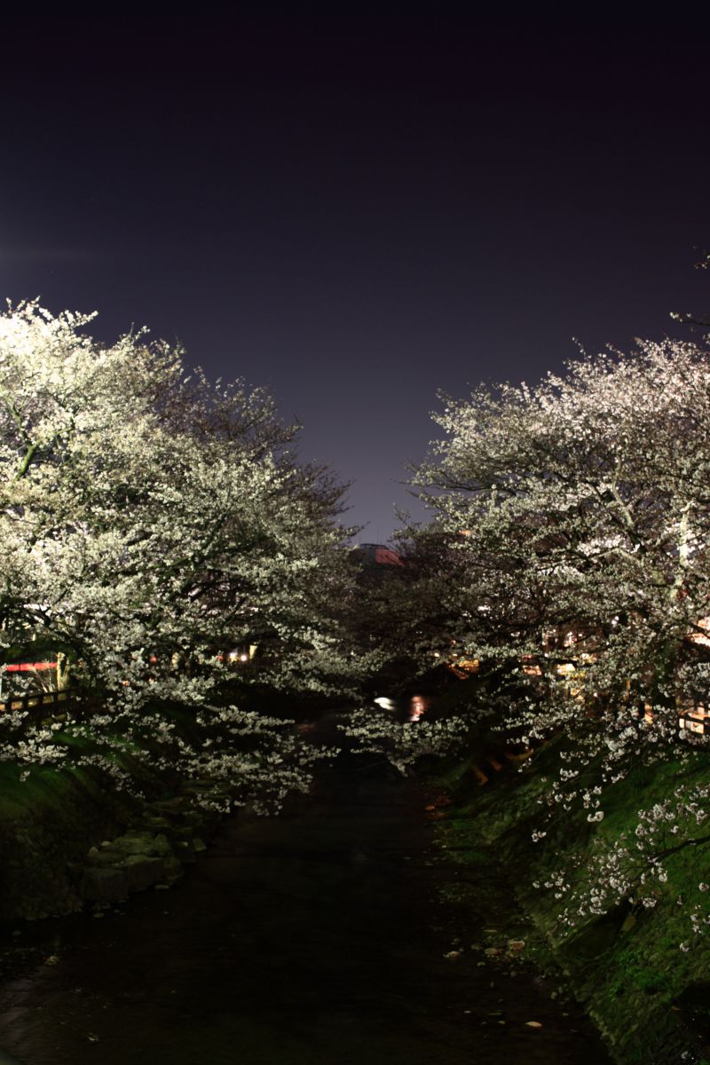 Cherry Night | GANREF