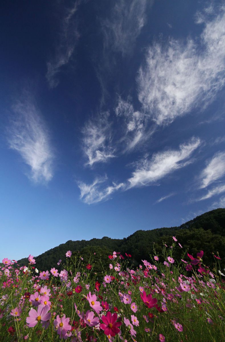 あきのくも | GANREF