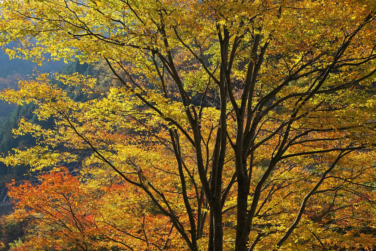 光の中で | GANREF