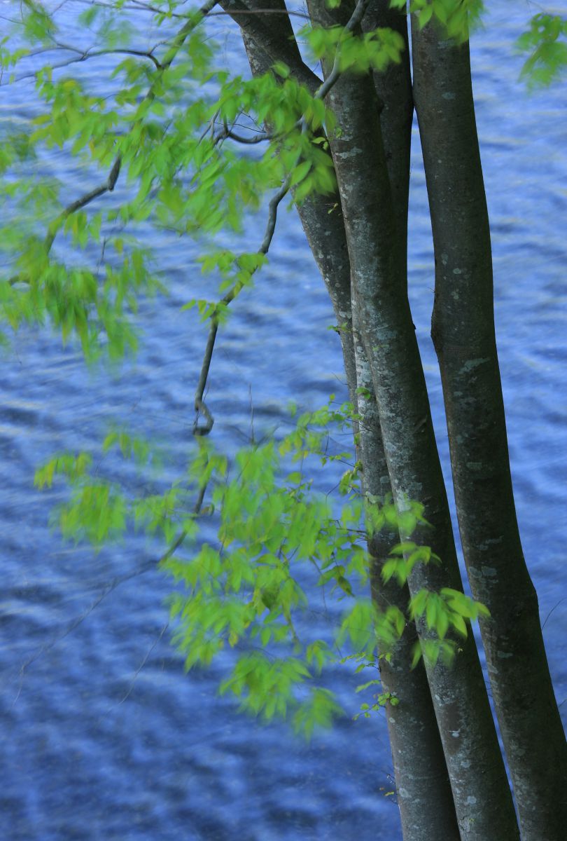 さわさわと | GANREF