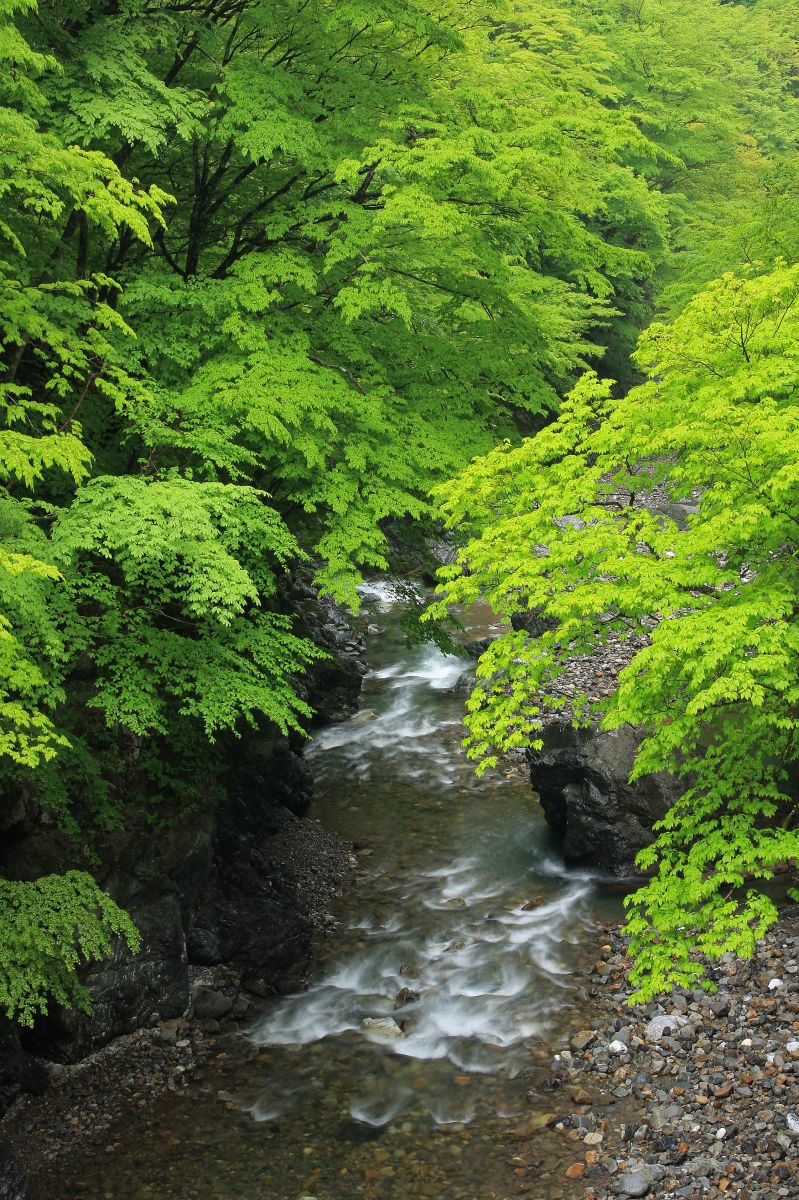 Green Forest | GANREF