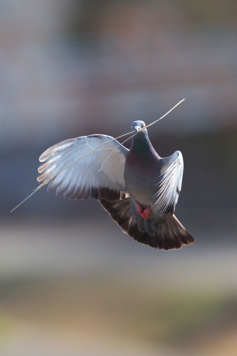 忍者のように | GANREF