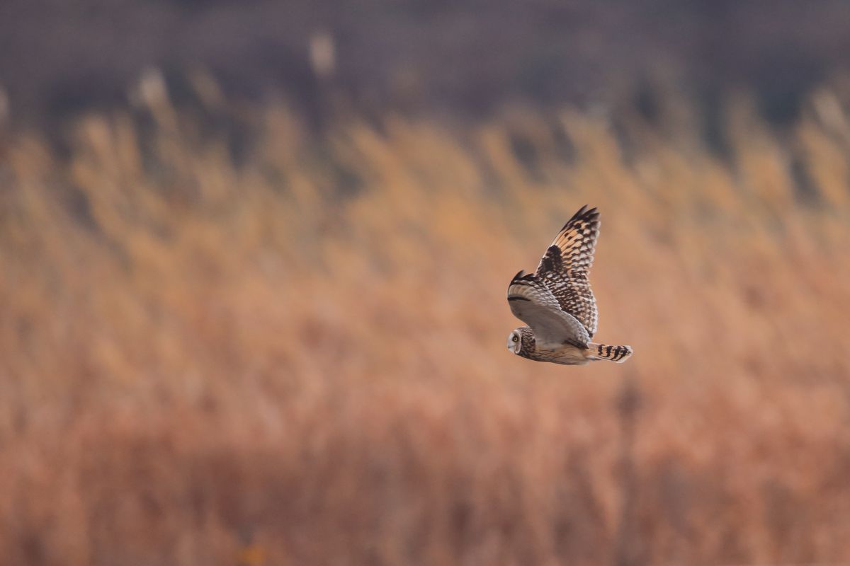 茜色の飛翔 | GANREF
