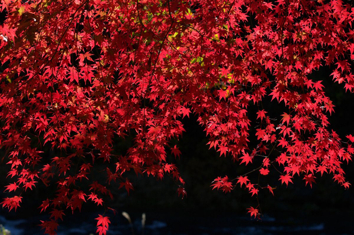 Autumn Leaves | GANREF