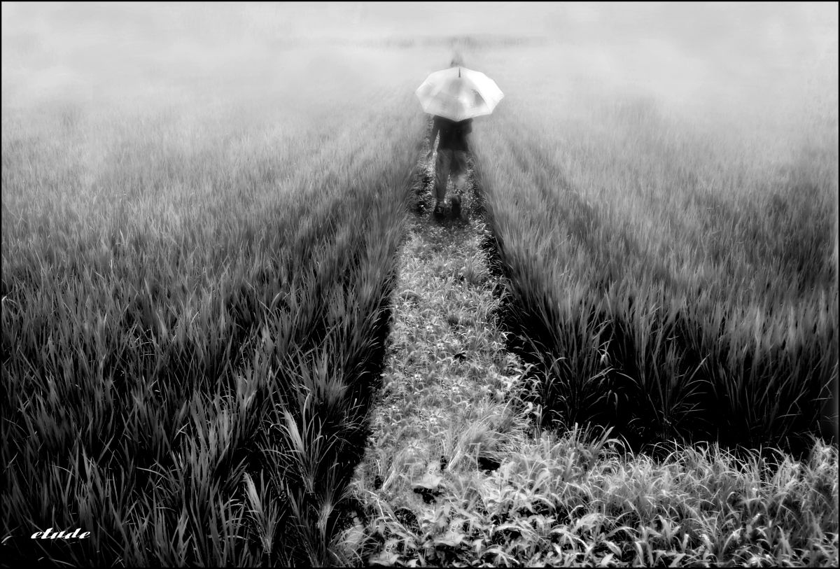 霧雨のあぜ道 | GANREF