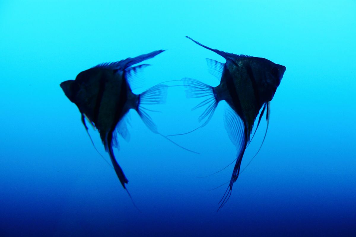 Coolish fish | GANREF