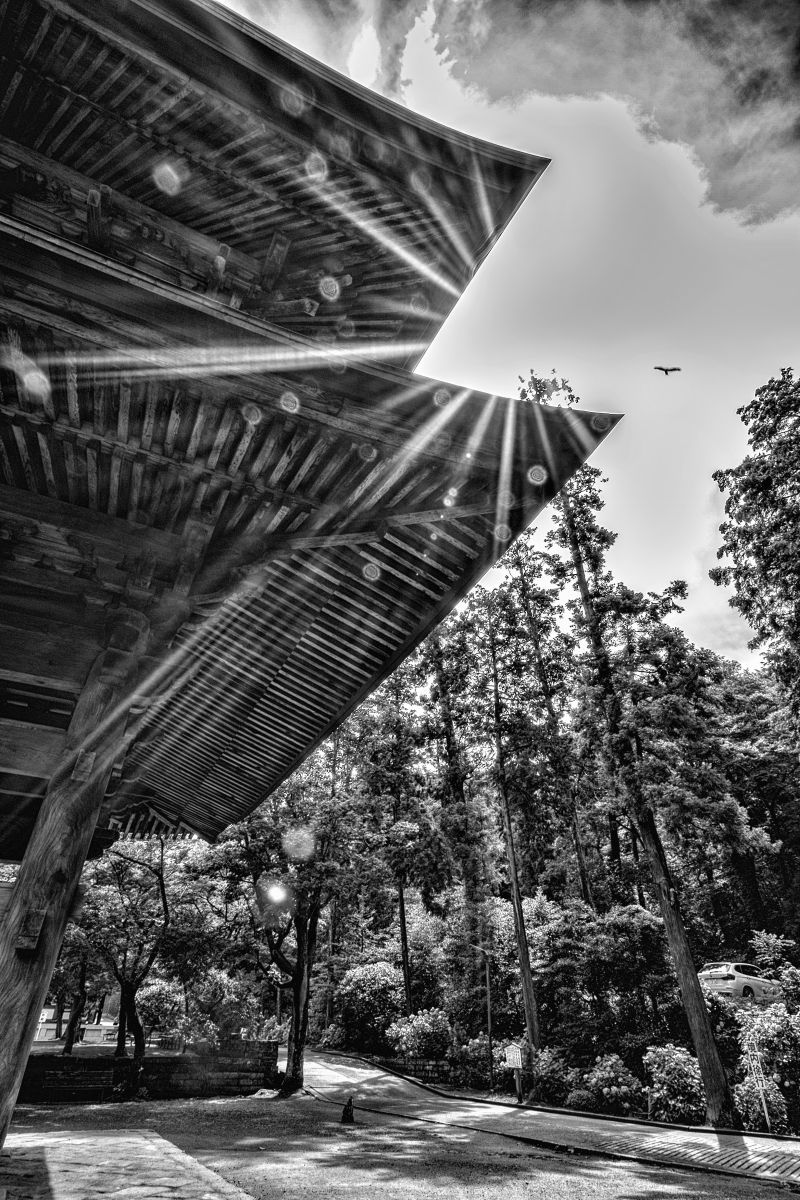 Light Shower | GANREF