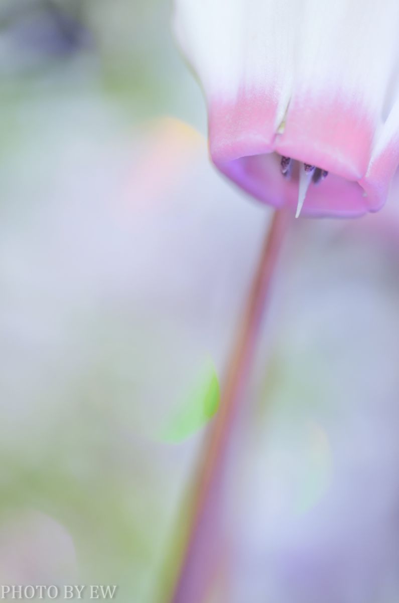 冬の乙女 | GANREF