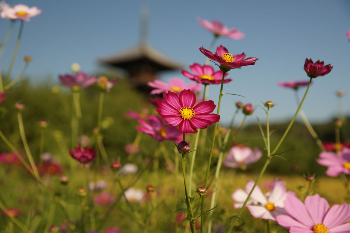 コスモスと法起寺 | GANREF