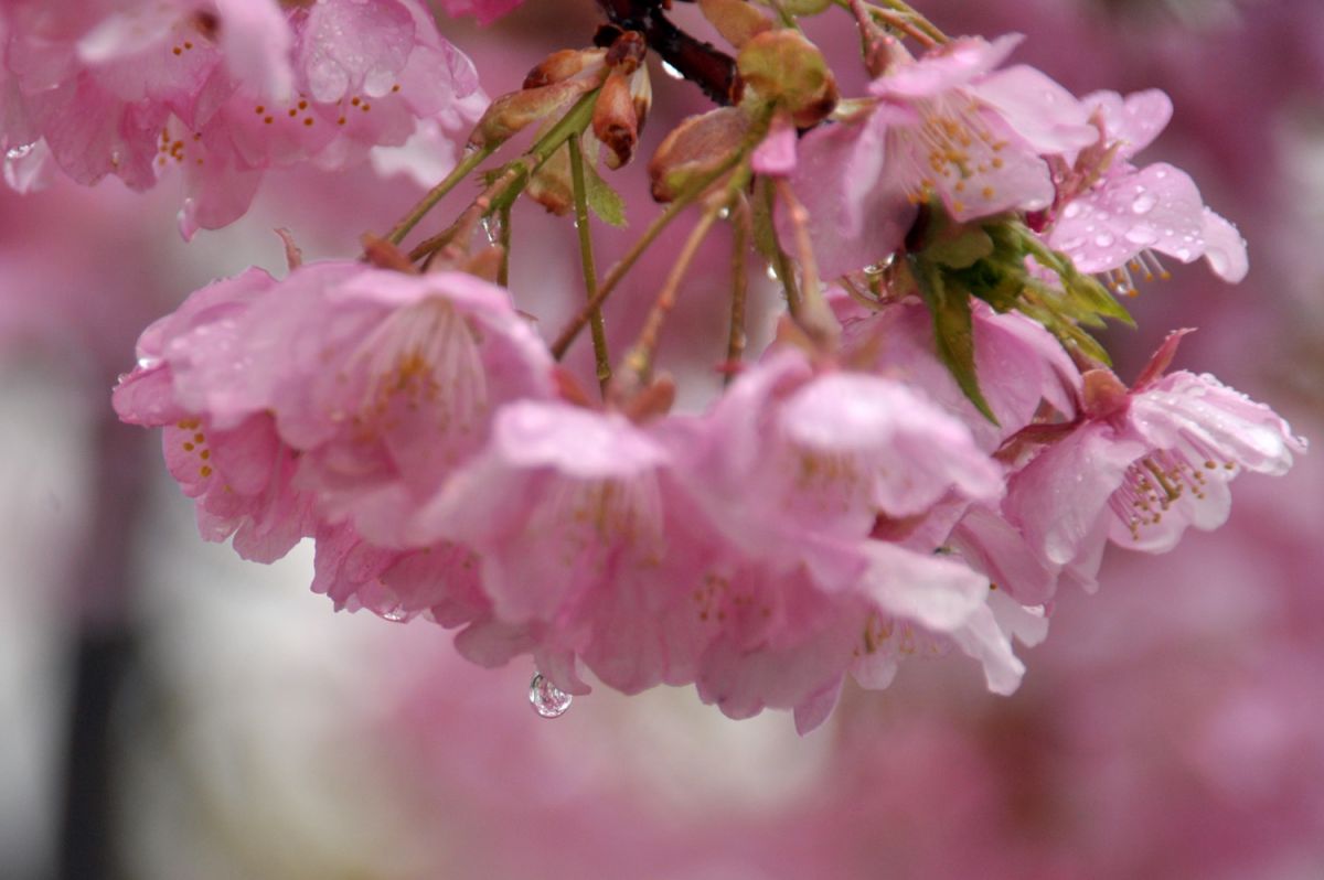 Spring rain drop | GANREF