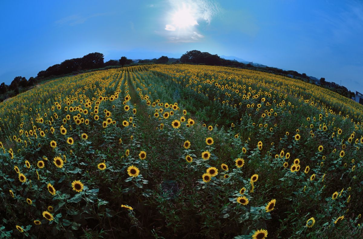 Sea of sunflower | GANREF