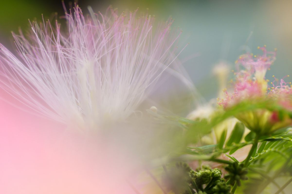 幻想 Fantasy | GANREF