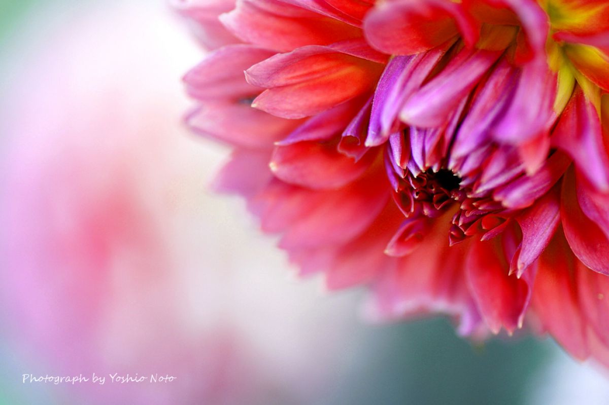 皇女の微笑 | GANREF