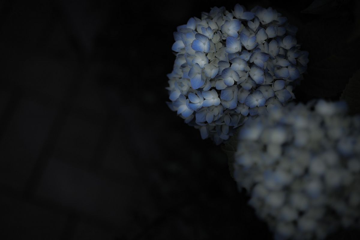 Hydrangea | GANREF