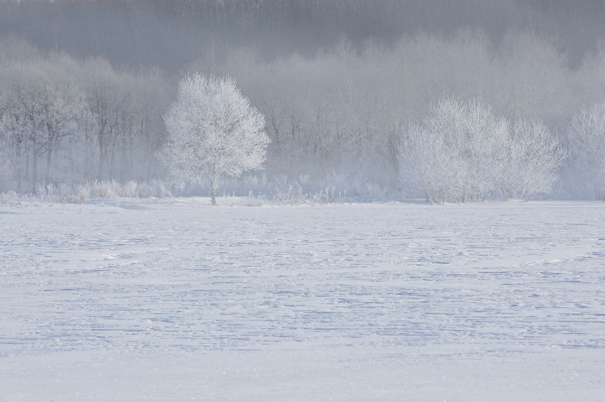 DSC_273霧氷 | GANREF