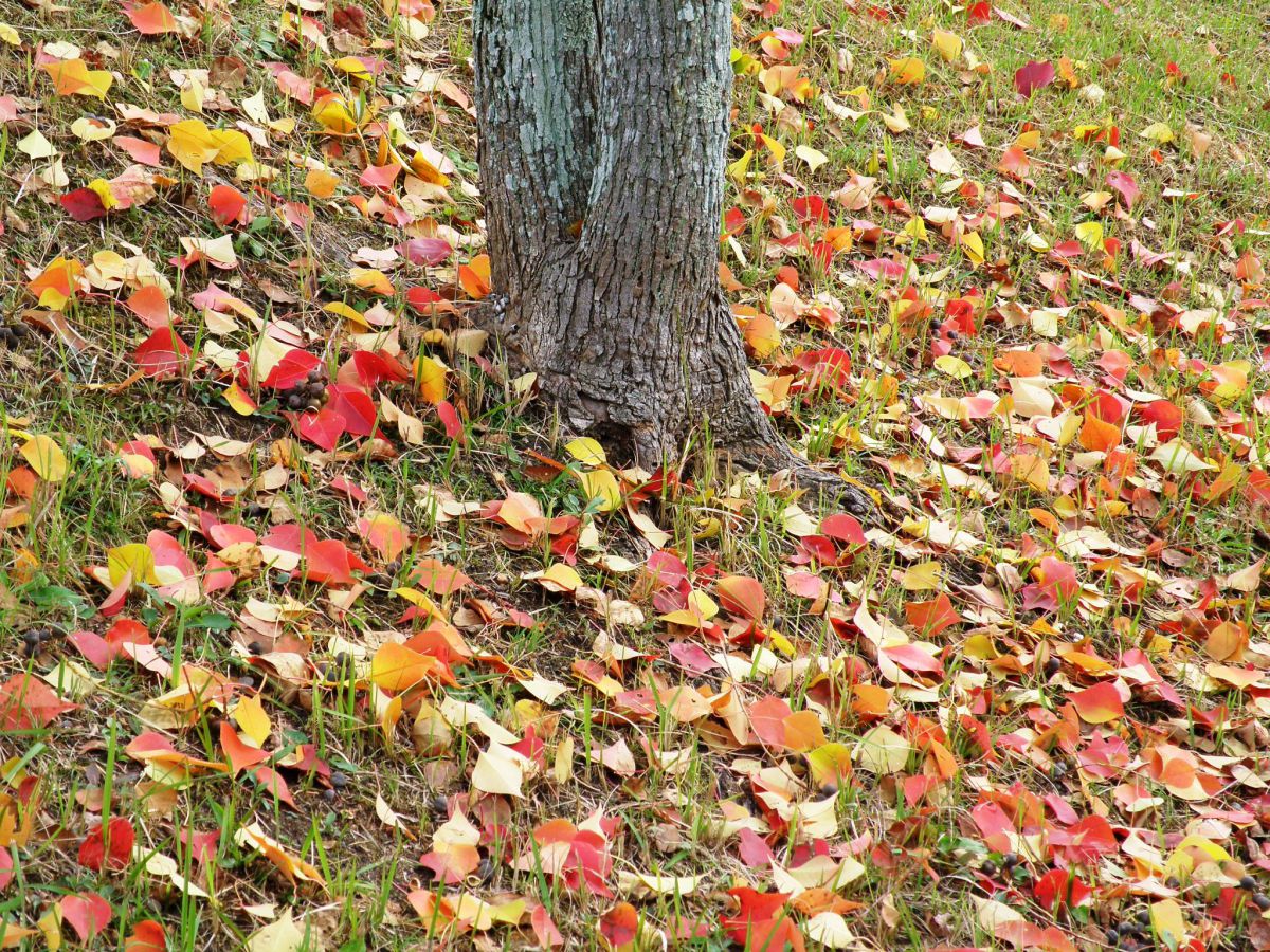 Fallen Leaves | GANREF