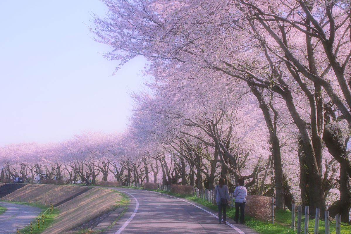 SAKURA ROAD | GANREF