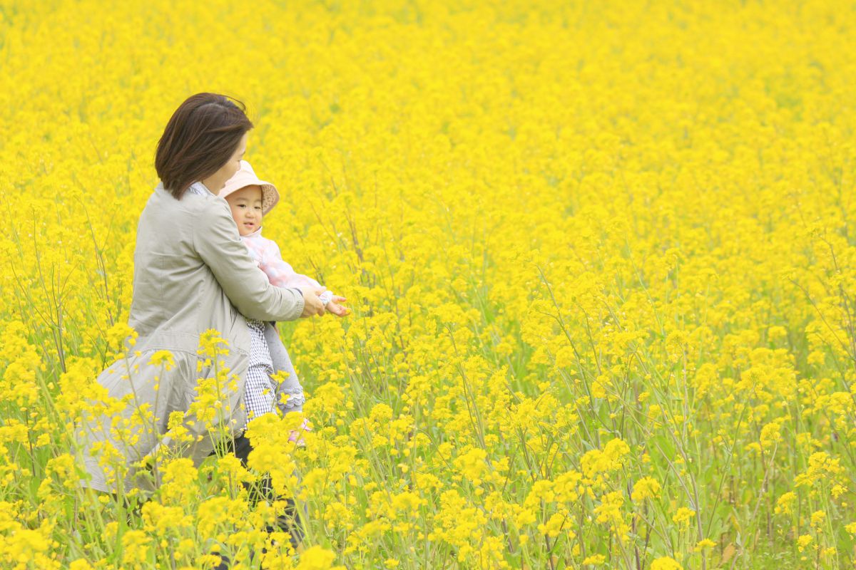 yellow garden | GANREF