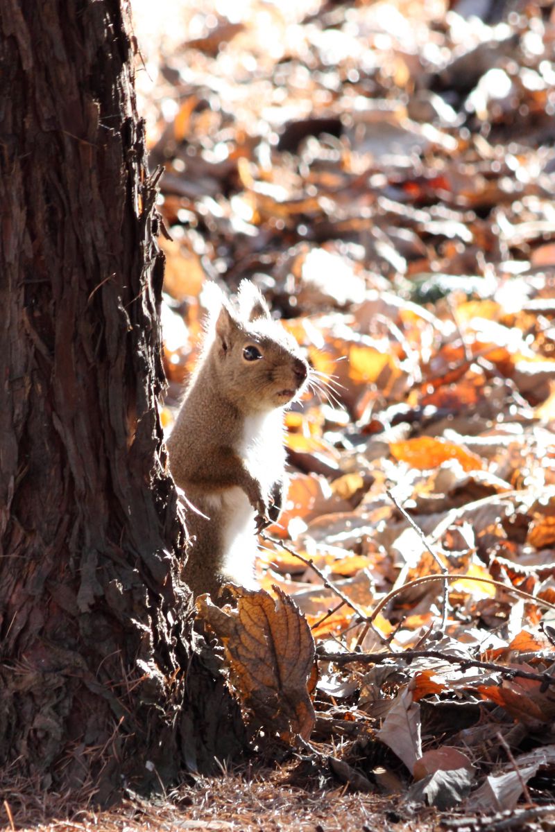 陽だまり （トリミング） | GANREF