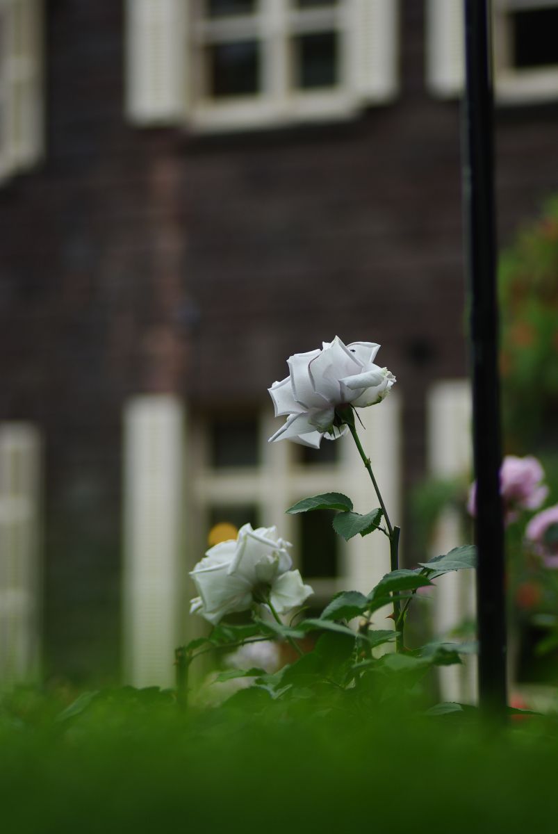 春バラと洋館2013 | GANREF