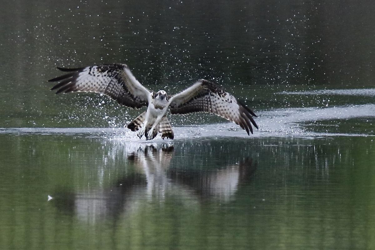 失敗にもかかわらず！ | GANREF