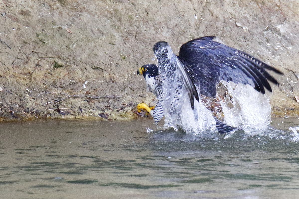 水浴びを終えて | GANREF