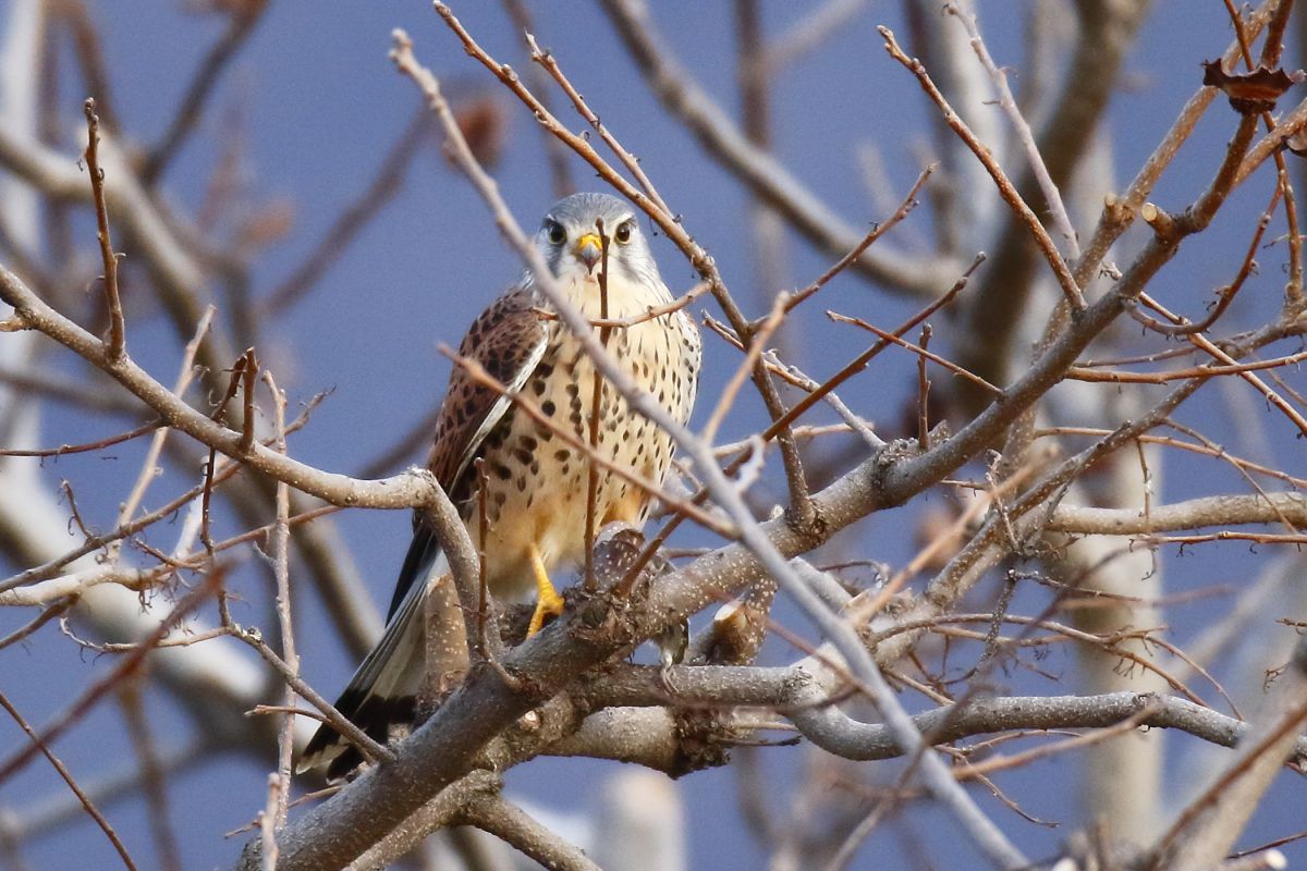 枝の向こうのチョウゲンボウ | GANREF