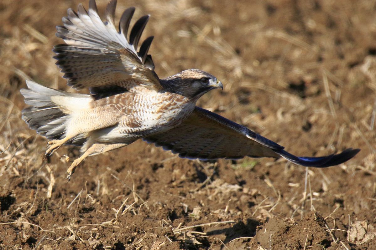 エサ捕獲後のノスリ | GANREF