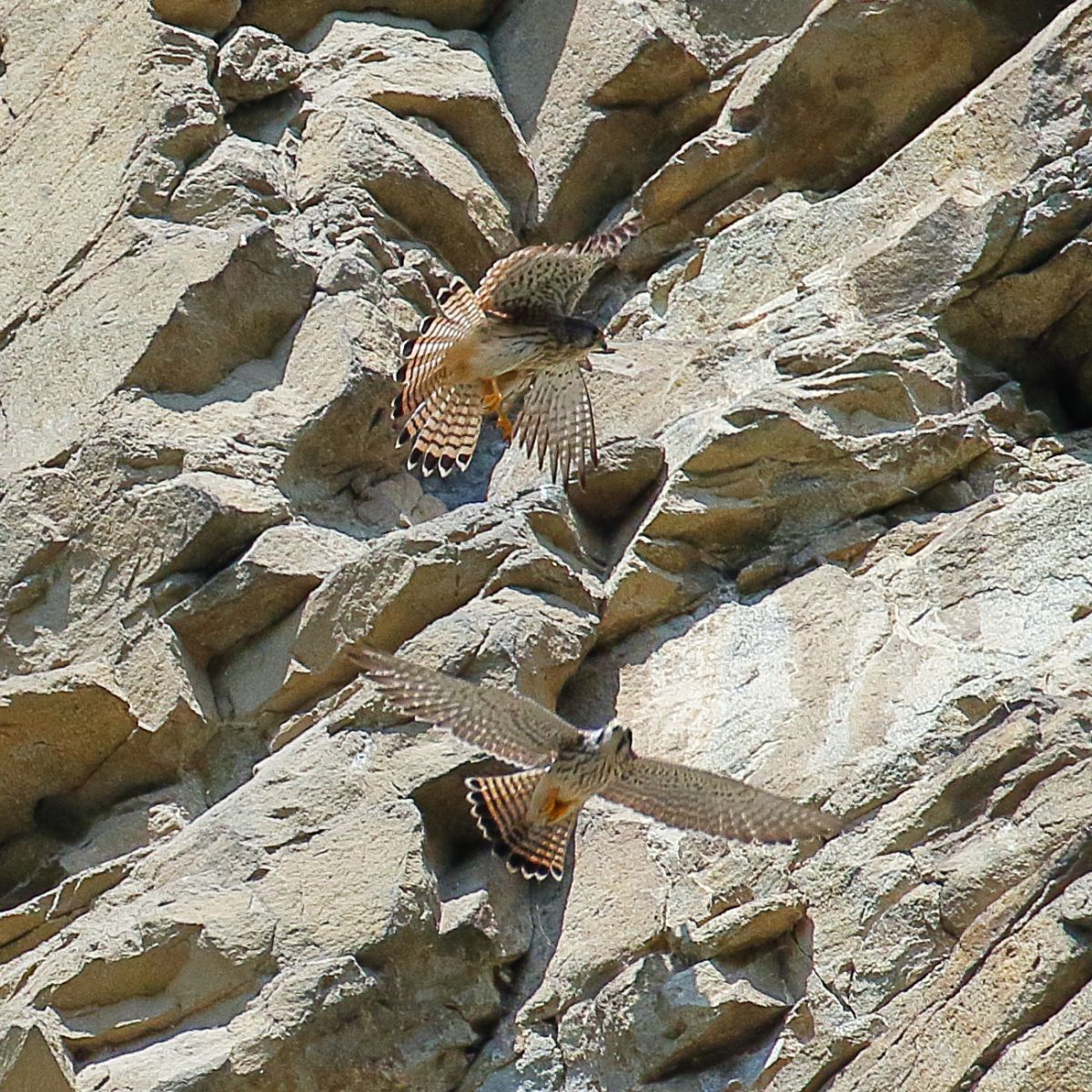 無謀な2羽のチョウゲンボウ | GANREF