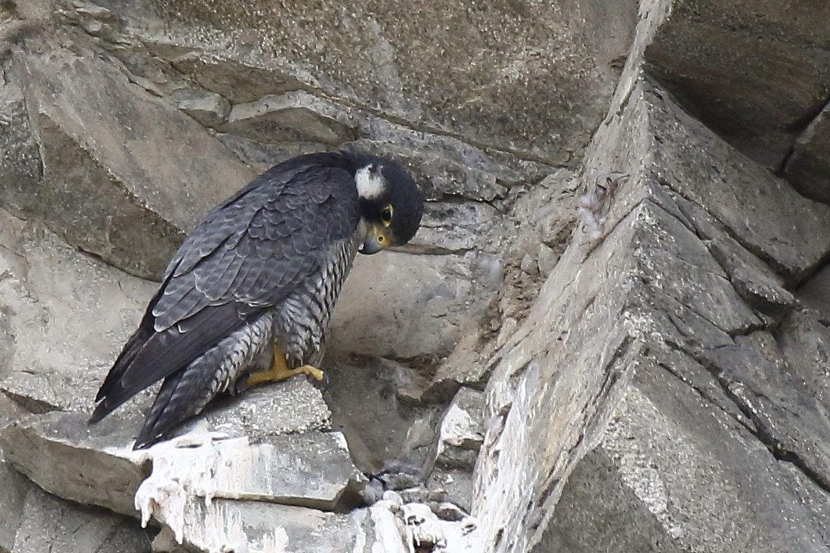 悲しげなハヤブサ | GANREF