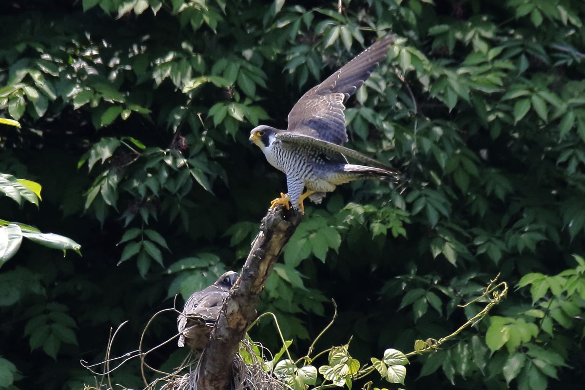 ハヤブサの親子 | GANREF